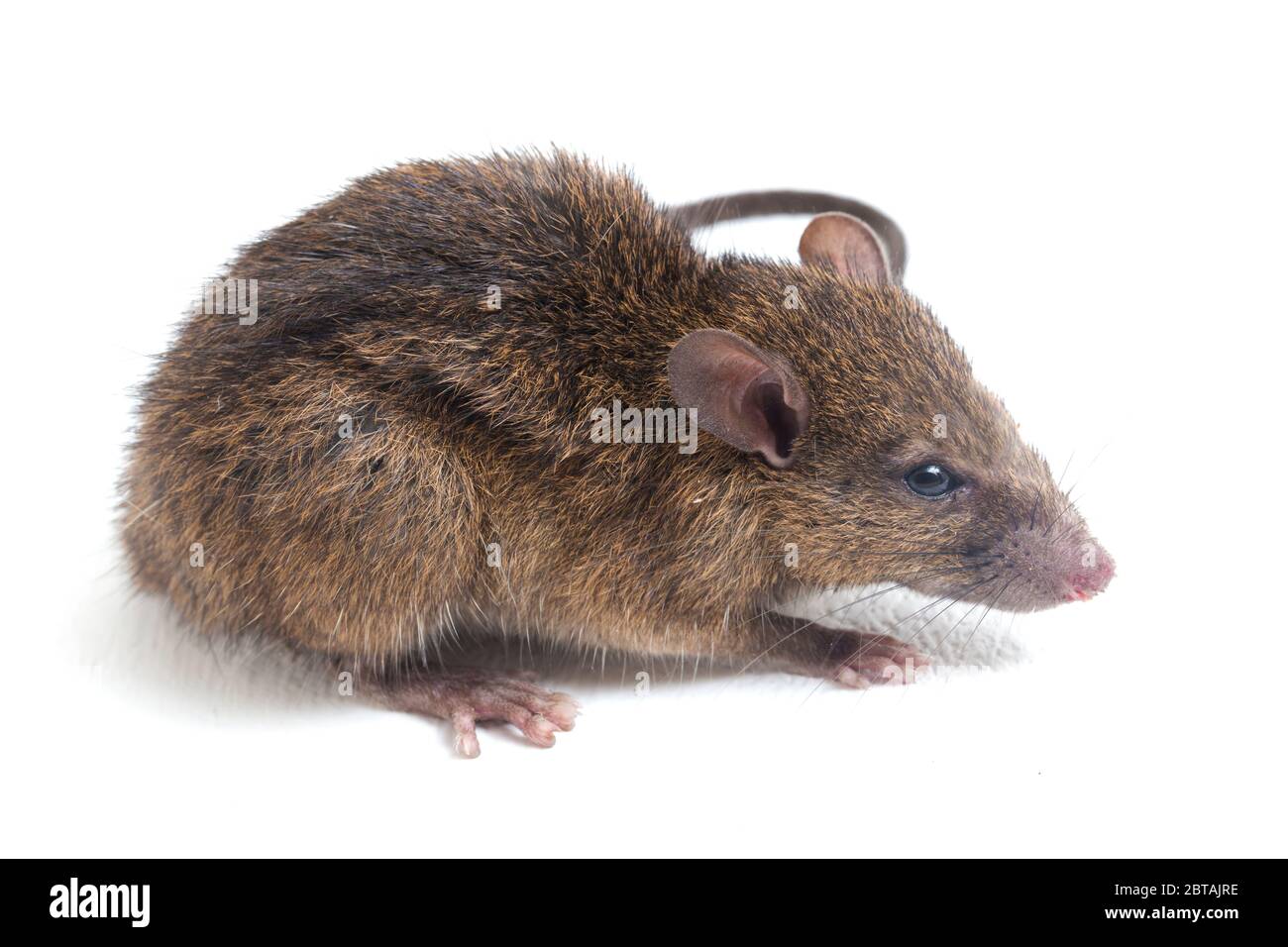 Brown Rat Rattus rattus isolated on white background Stock Photo - Alamy