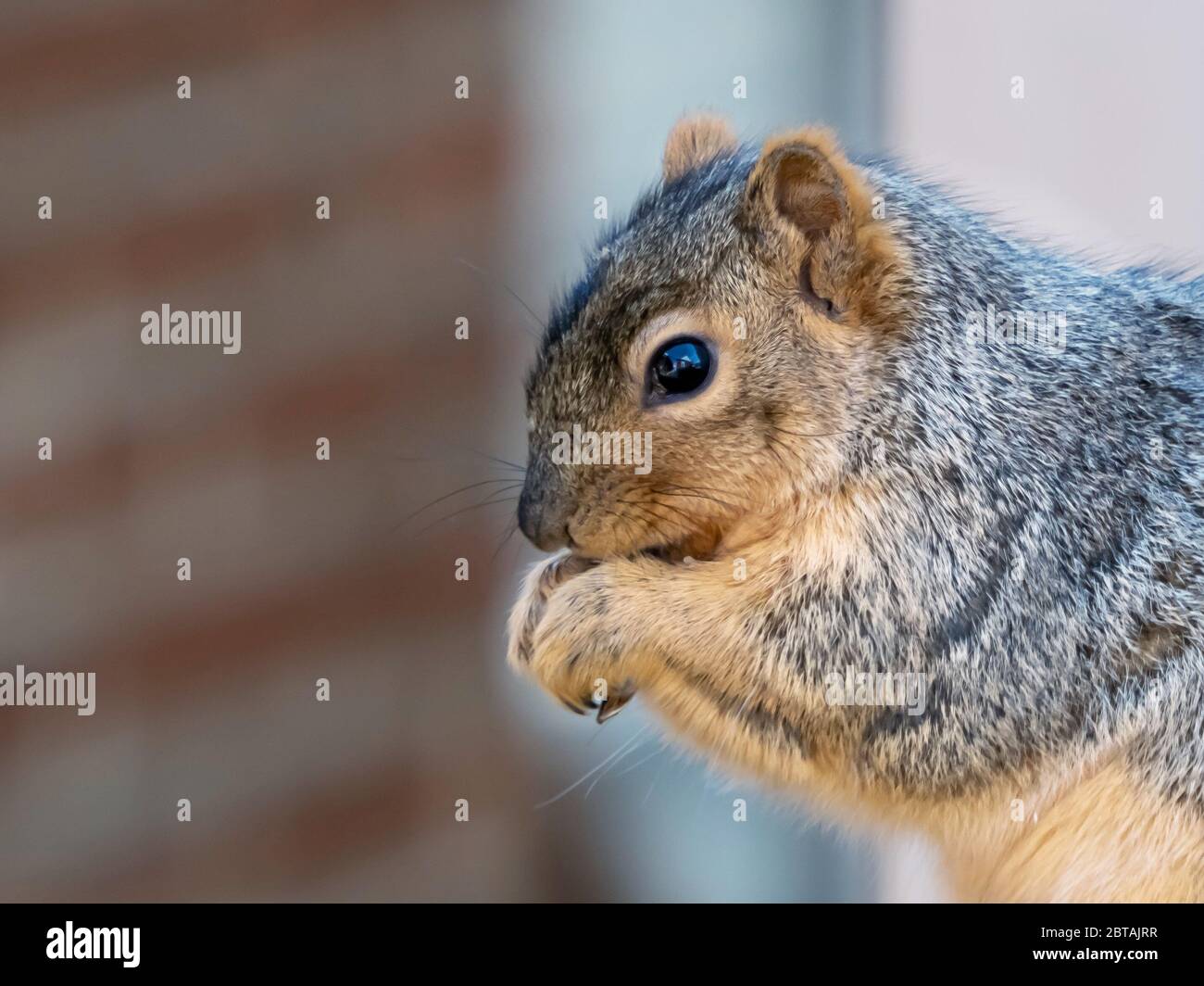 Squirrel holding its hands to its mouth with one eye looking at you up ...