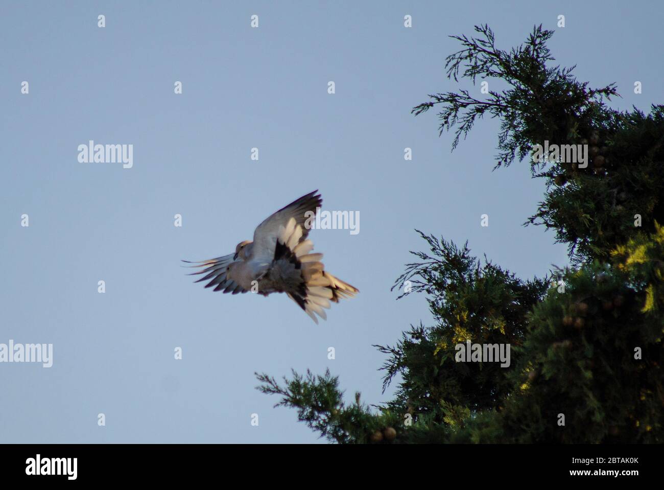A pair of Collared Doves ( Streptopelia decaocto ) fighting in mid-air ...