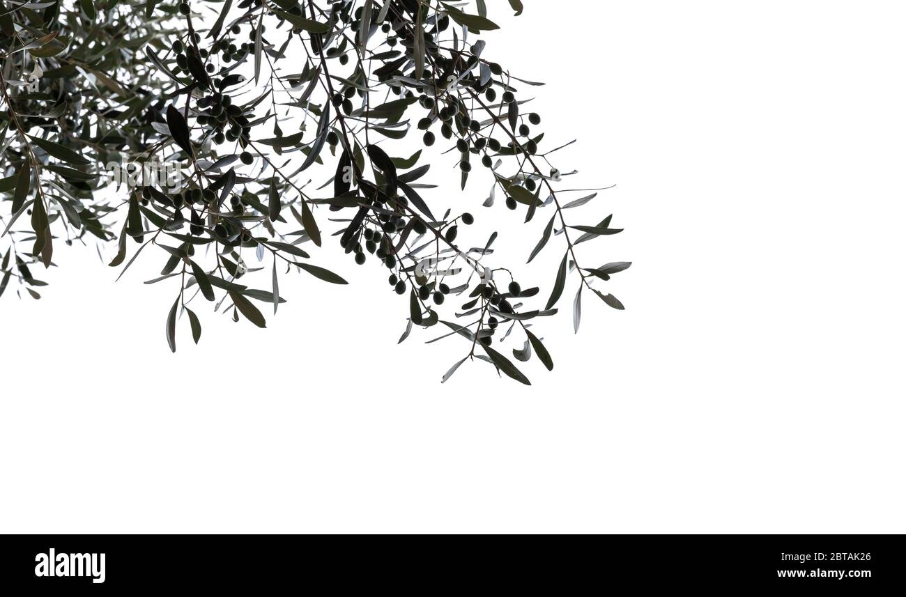 Olive branch isolated black background hi-res stock photography and ...