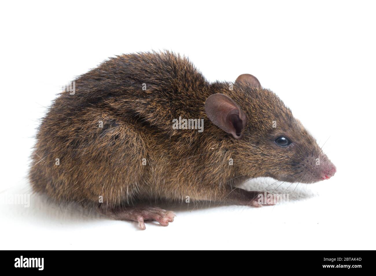 Brown Rat Rattus rattus isolated on white background Stock Photo - Alamy