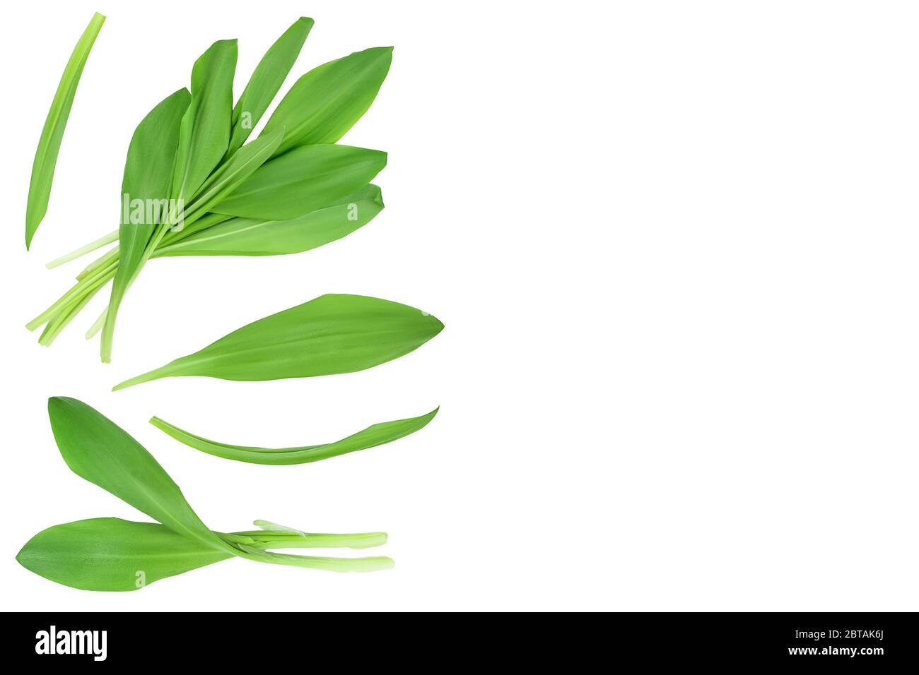 Ramson leaves isolated on white background with clipping path and full ...