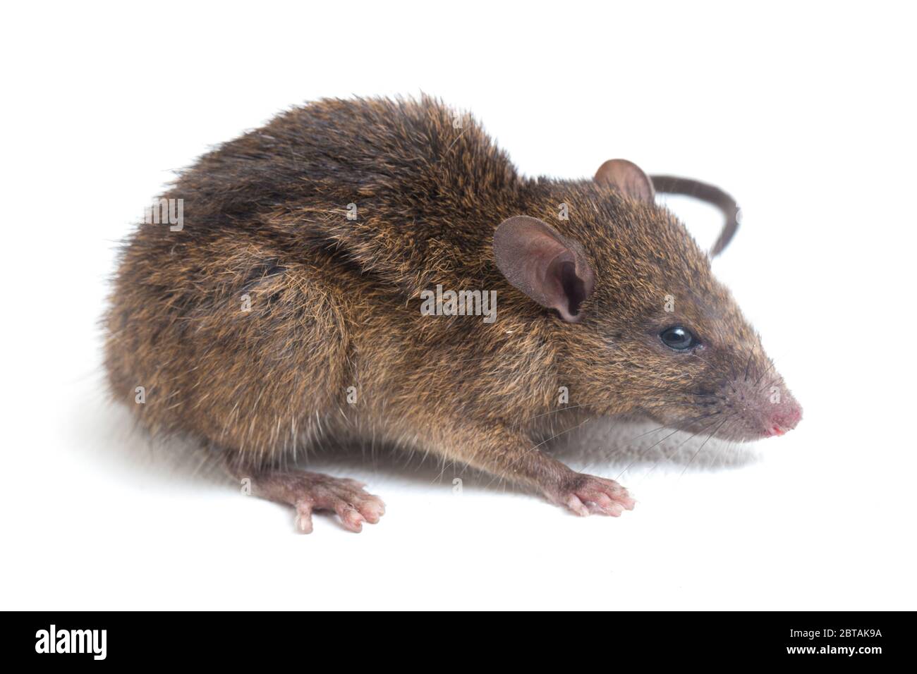 Brown Rat Rattus rattus isolated on white background Stock Photo - Alamy