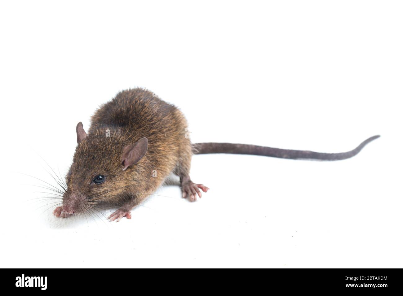 Brown Rat Rattus rattus isolated on white background Stock Photo - Alamy