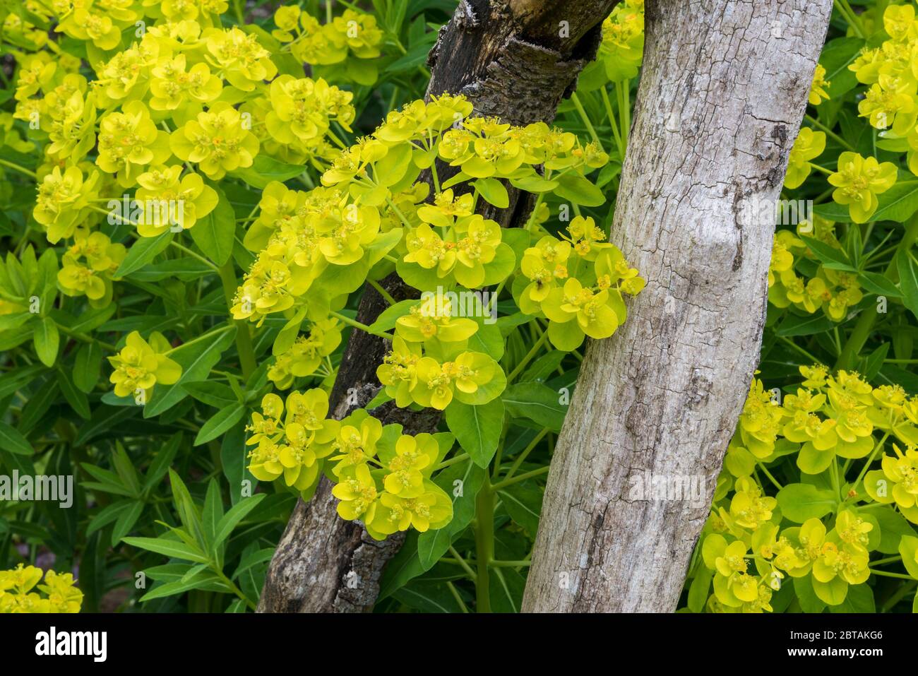 Overhead close up of yellow green Euphorbia palustris (Marsh Spurge ...