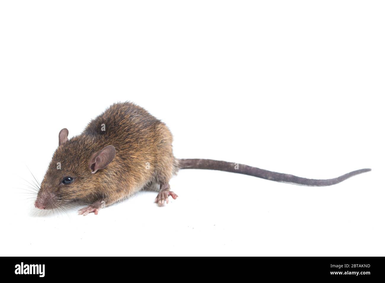 Brown Rat Rattus rattus isolated on white background Stock Photo - Alamy