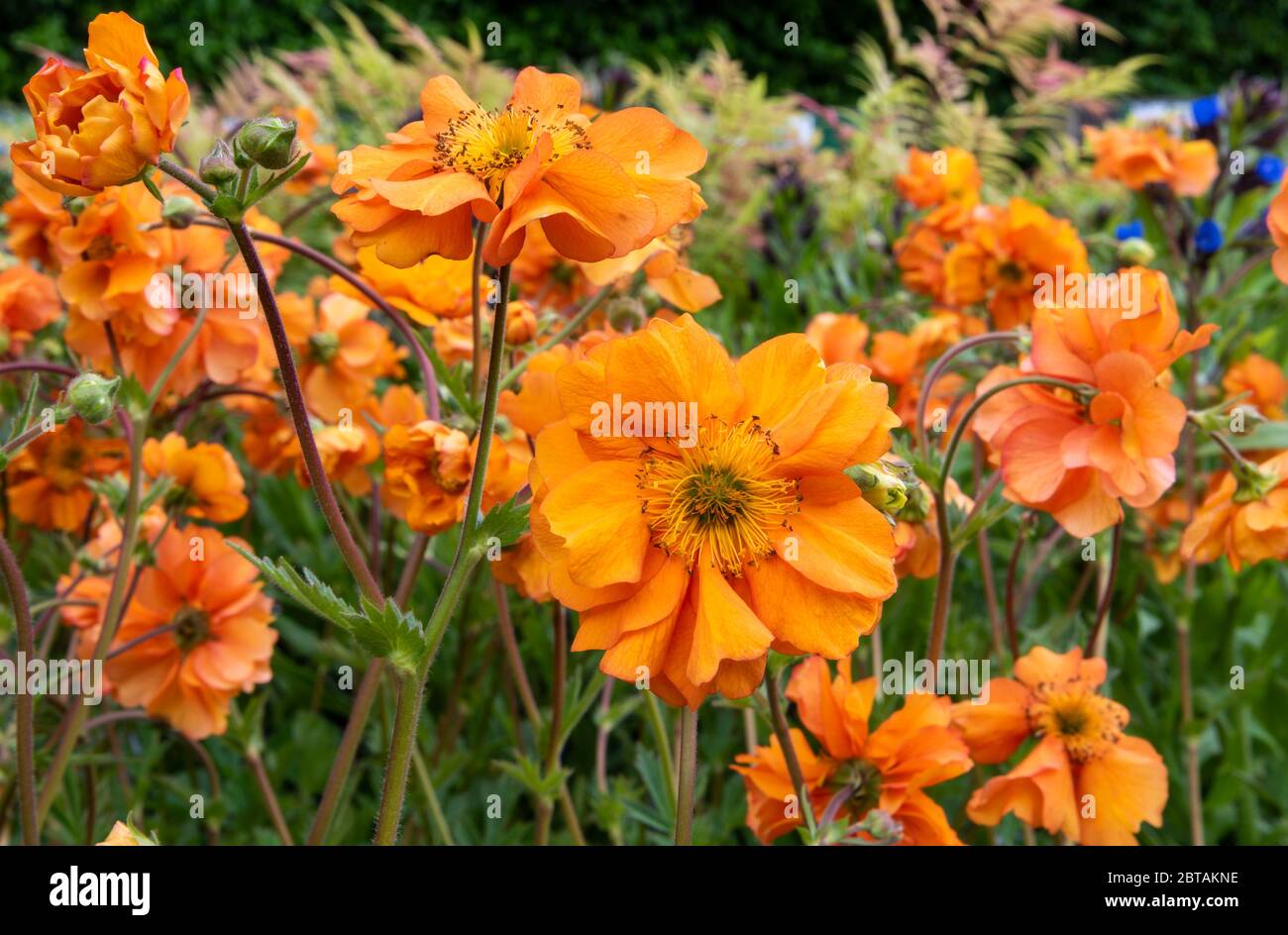 Orange geum hi-res stock photography and images - Alamy