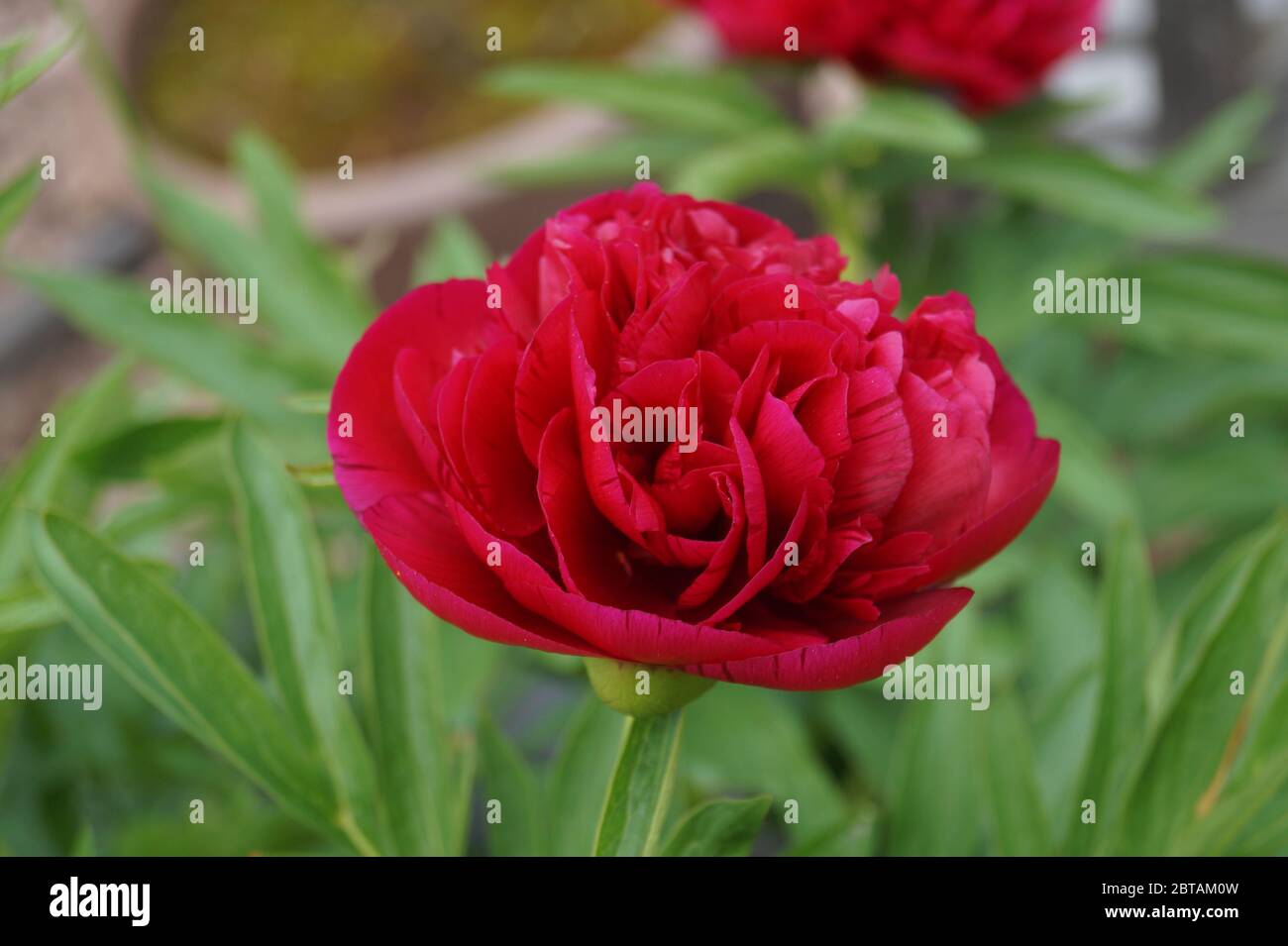 Pfingstrose hi-res stock photography and images - Alamy
