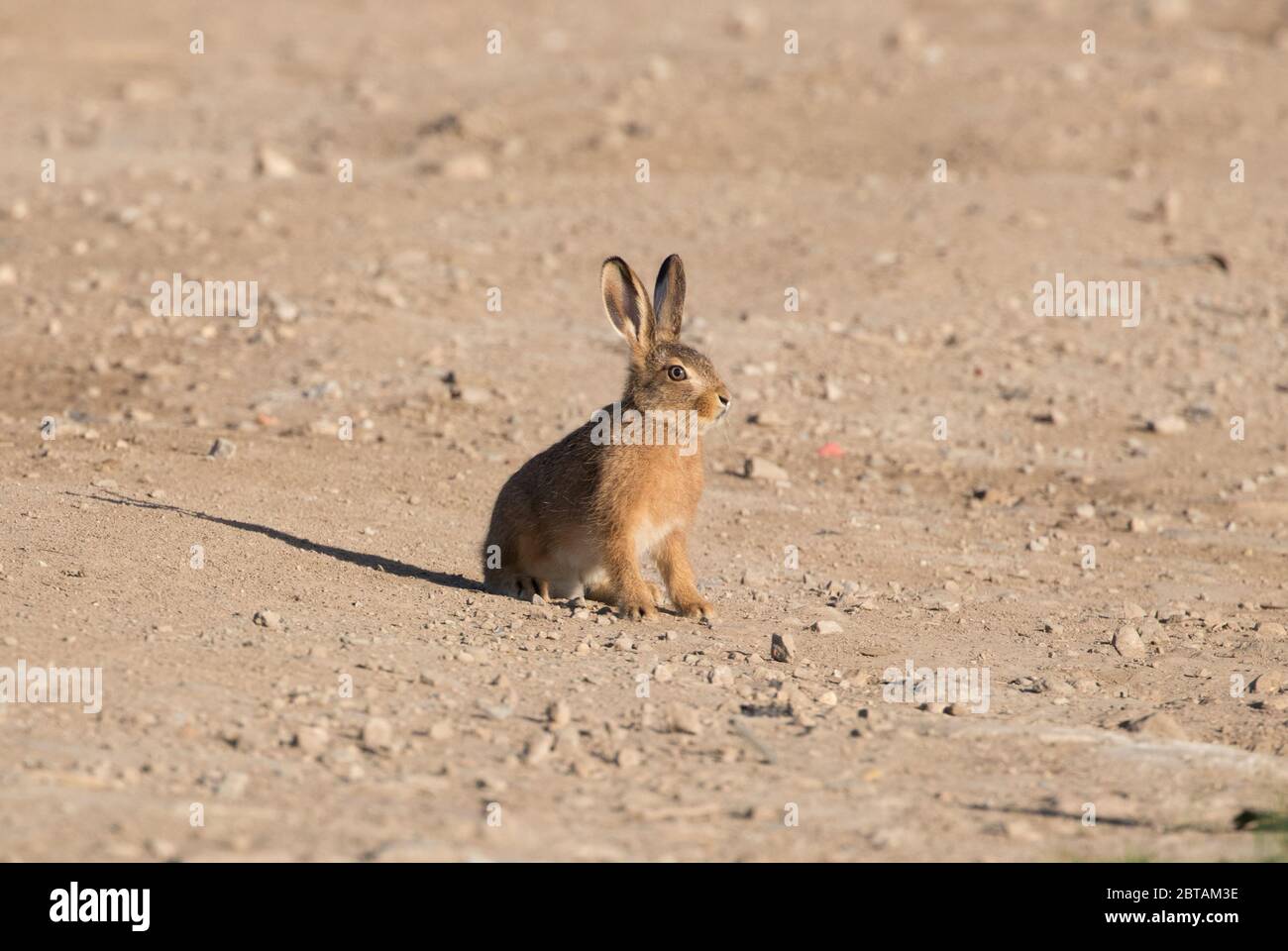 Leveret road hi-res stock photography and images - Alamy