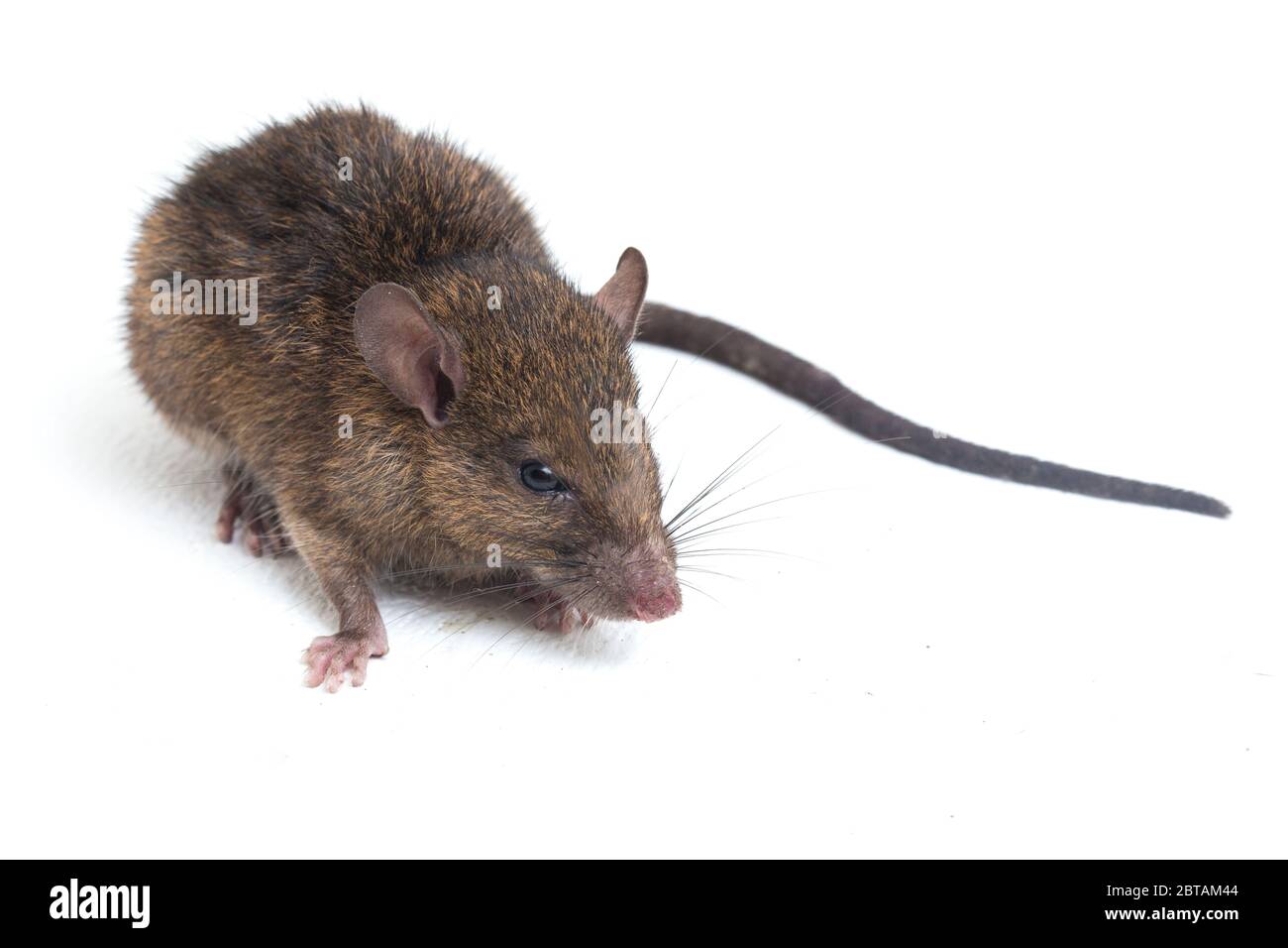 Brown Rat Rattus rattus isolated on white background Stock Photo - Alamy