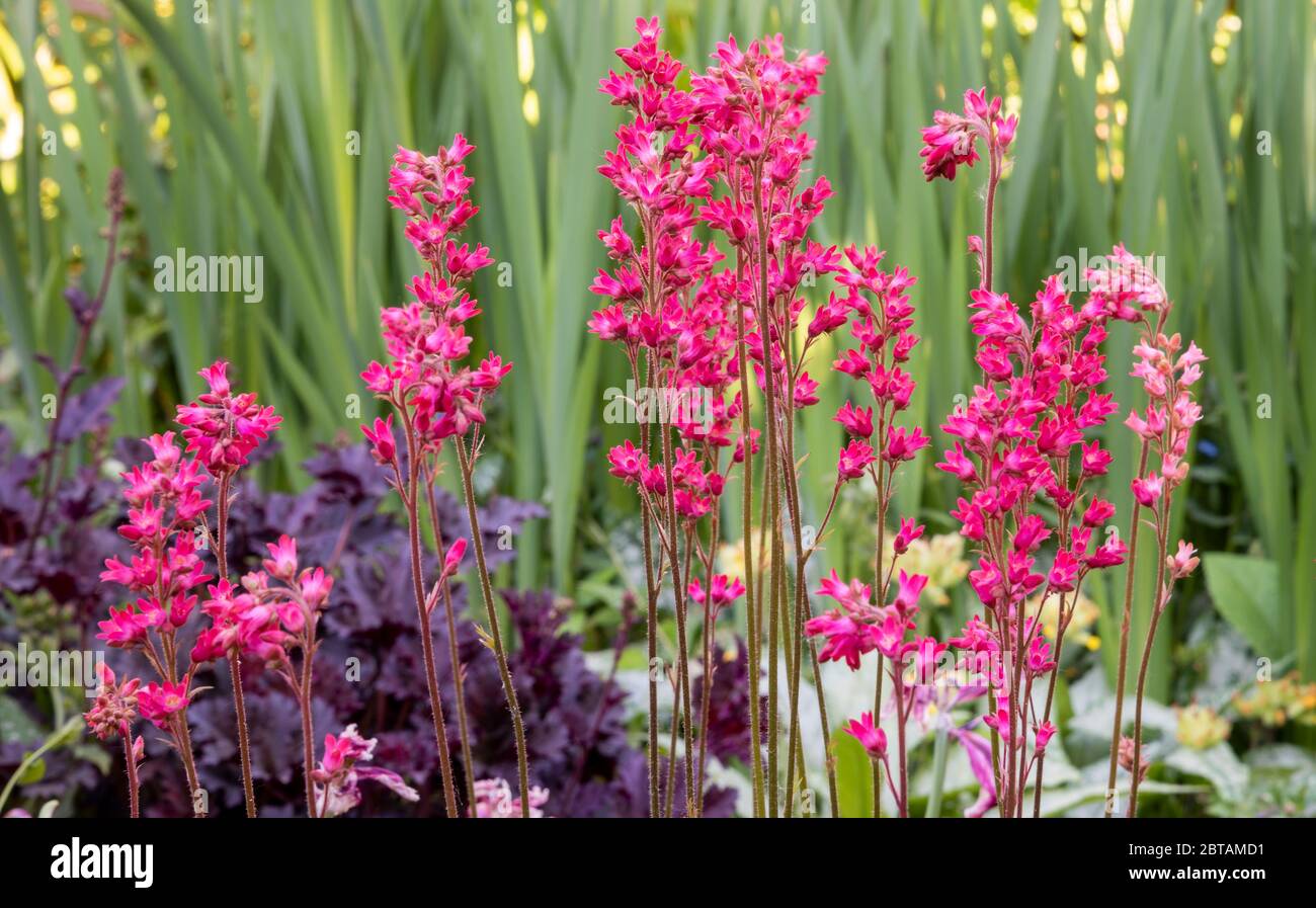 Spikes of crimson red flowers of alum root, Heuchera 'Firebird', in ...