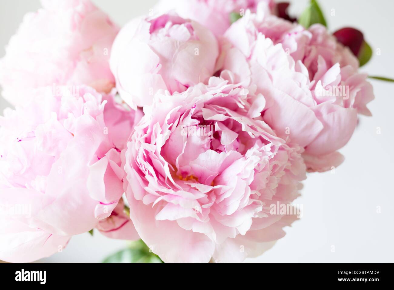 Large soft pink peony hi-res stock photography and images - Alamy