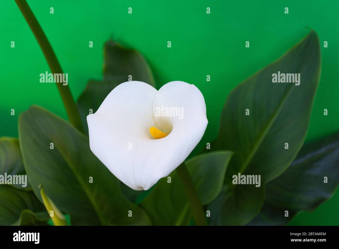 Light pink calla lily hi-res stock photography and images - Alamy