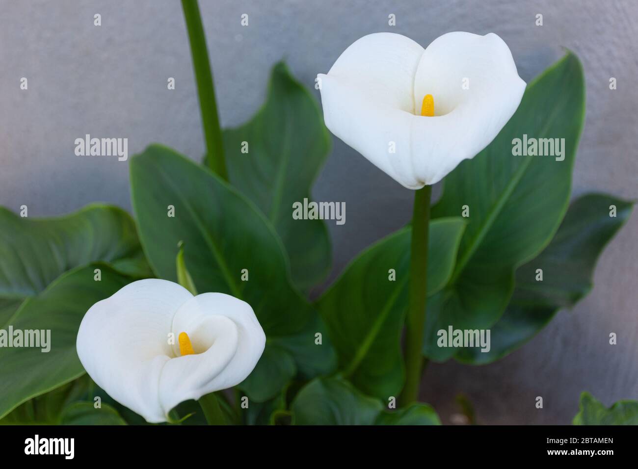 Light pink calla lily hi-res stock photography and images - Alamy