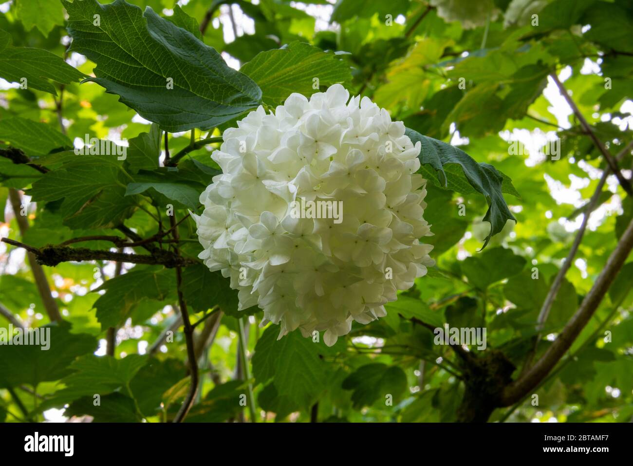 Single large white round flower of shrub Viburnum opulus 'Roseum ...
