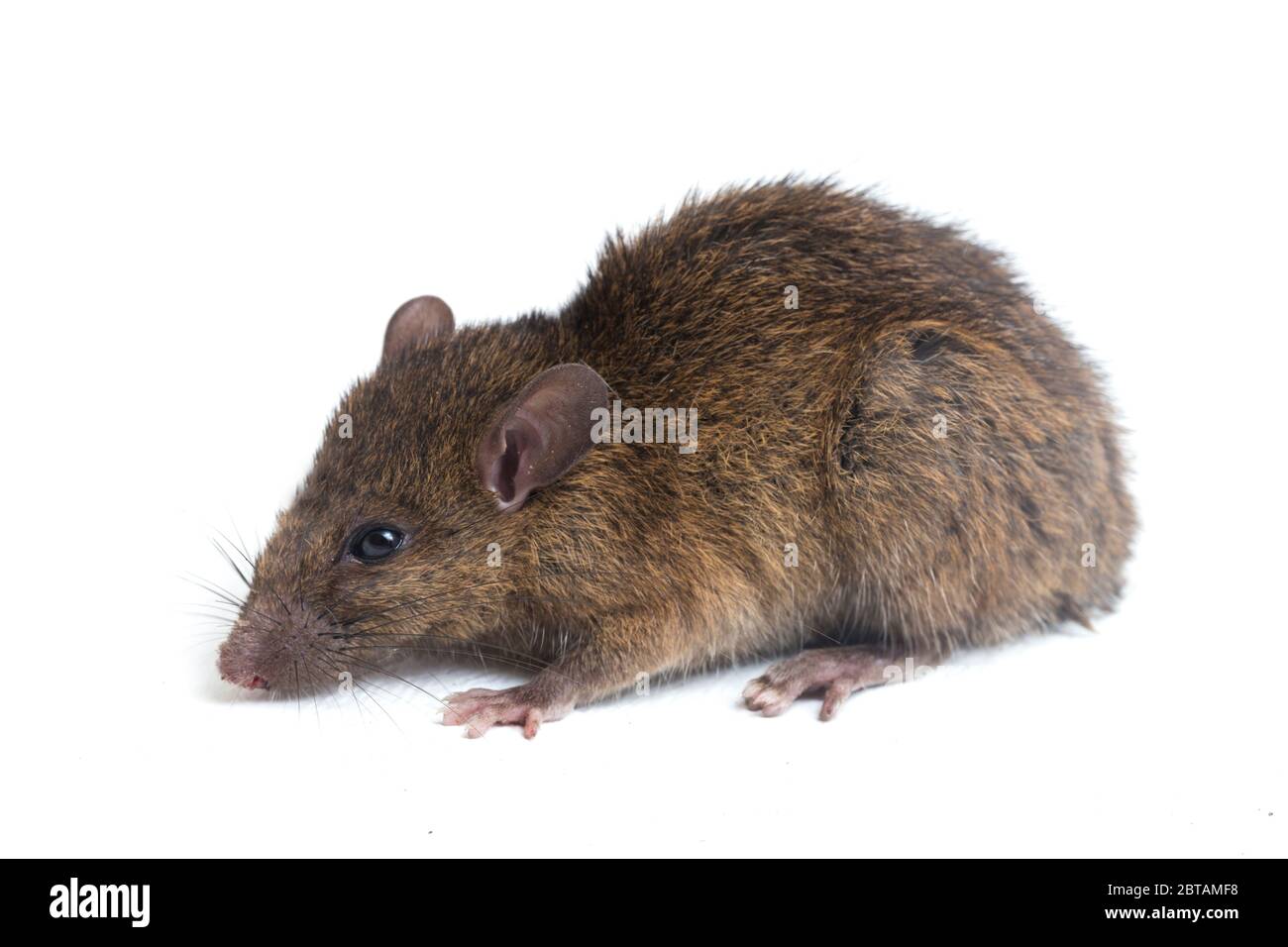 Brown Rat Rattus rattus isolated on white background Stock Photo - Alamy