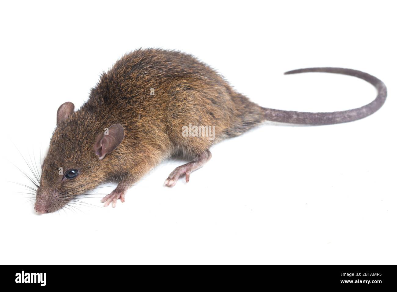 Brown Rat Rattus rattus isolated on white background Stock Photo - Alamy