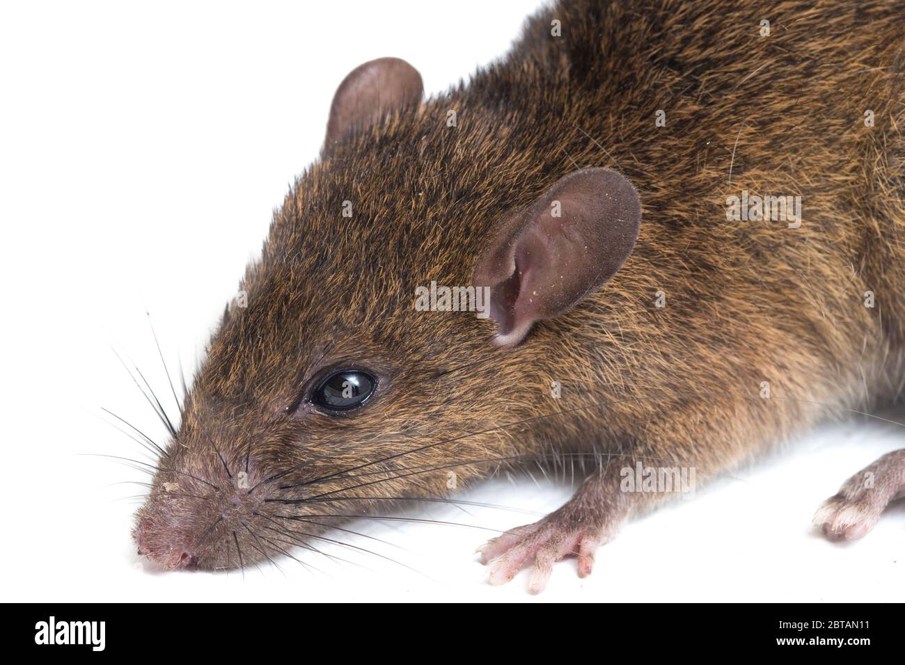 Brown Rat Rattus rattus isolated on white background Stock Photo - Alamy