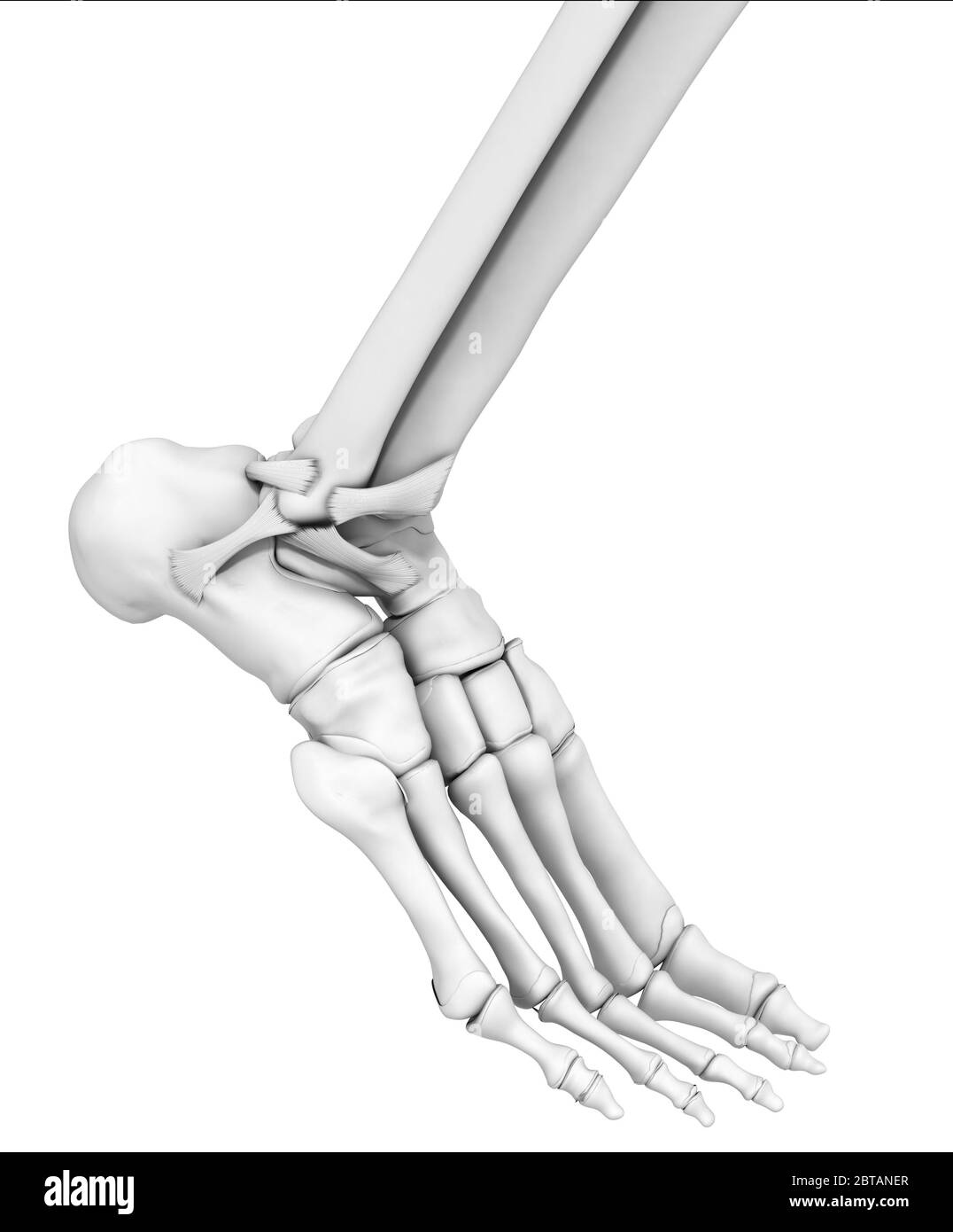 3D illustration showing ankle joint, medical mock up on white ...