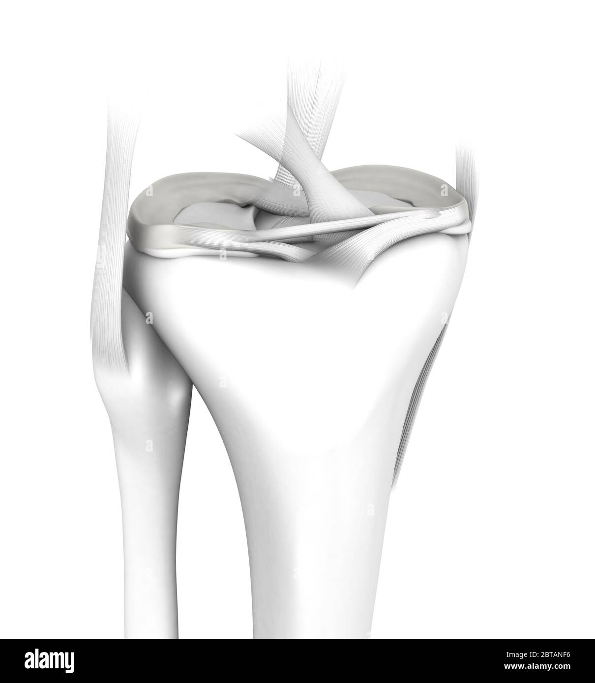 3D illustration showing knee joint with transparent femur and articular ...