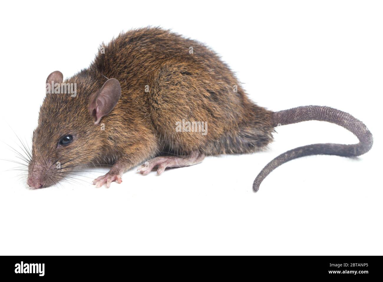 Brown Rat Rattus rattus isolated on white background Stock Photo - Alamy