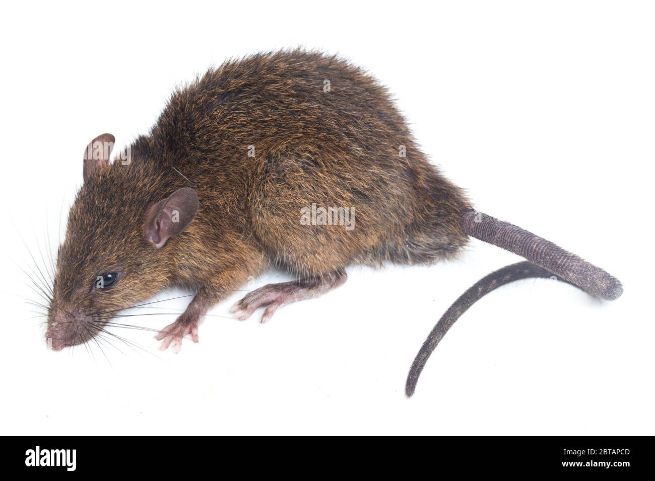 Brown Rat Rattus rattus isolated on white background Stock Photo - Alamy