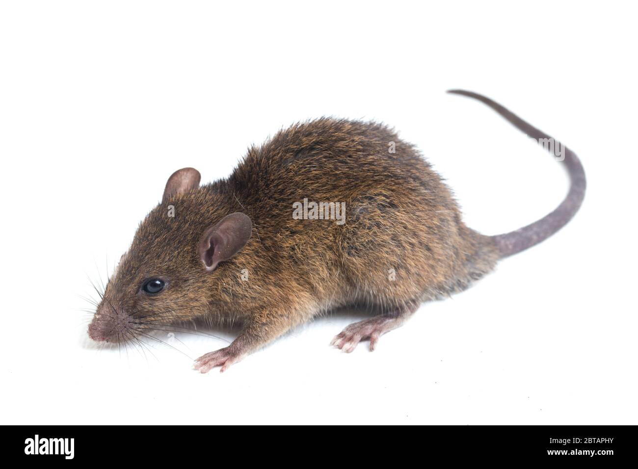 Brown Rat Rattus rattus isolated on white background Stock Photo - Alamy