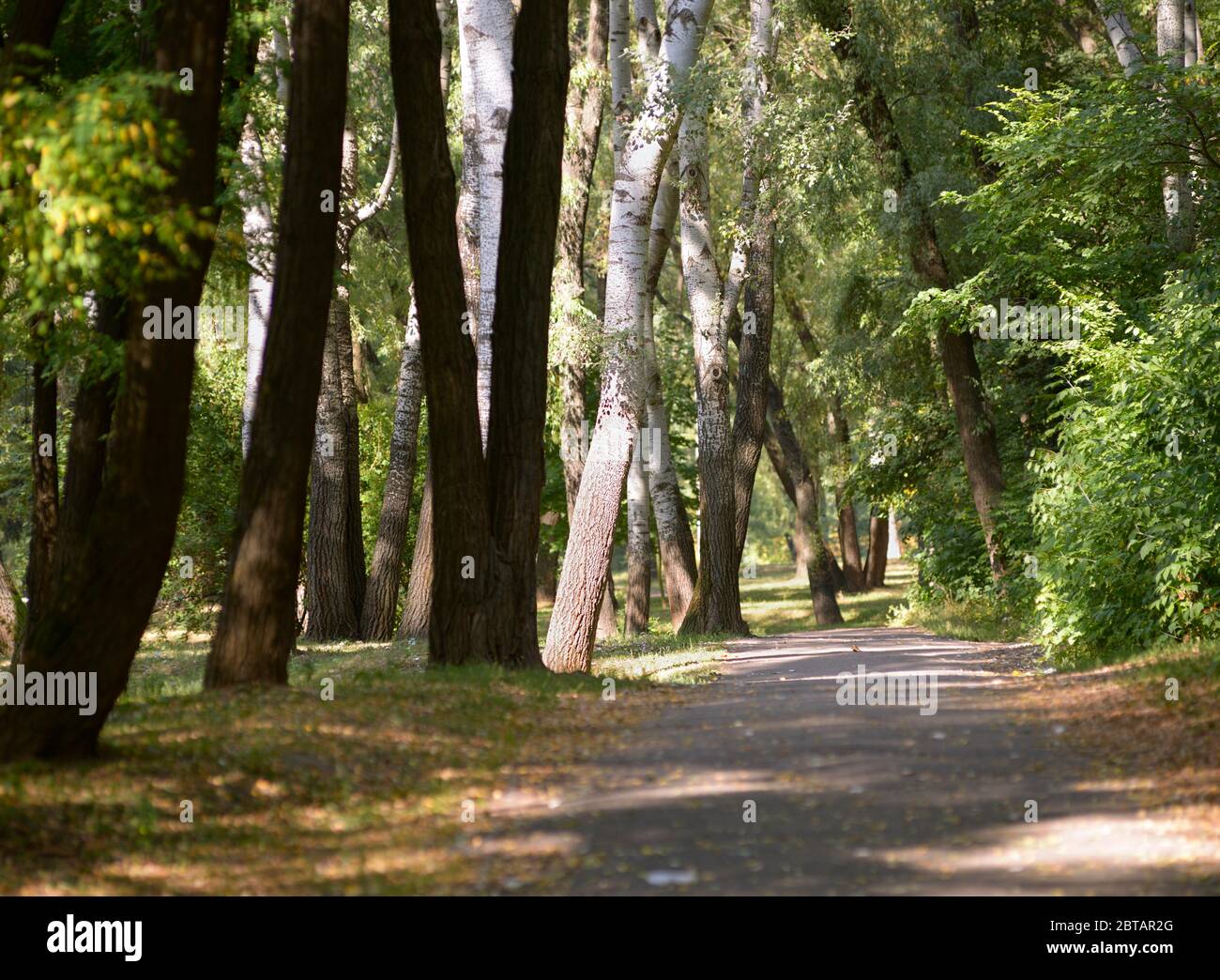 Shady lane, paved path way in the city park, sun rays through branches ...