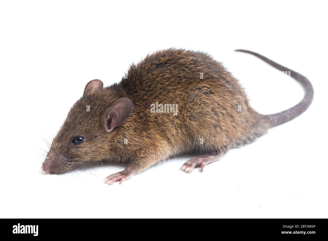 Brown Rat Rattus rattus isolated on white background Stock Photo - Alamy
