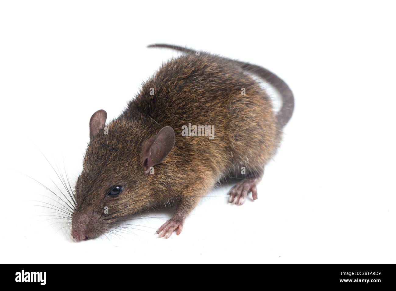 Brown Rat Rattus rattus isolated on white background Stock Photo - Alamy