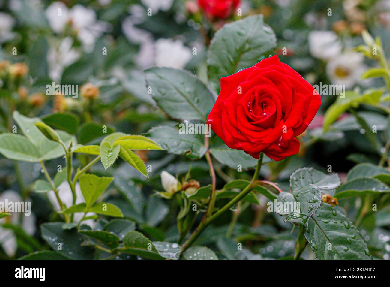 Beautiful Red Rose Close Up Stock Photo - Alamy