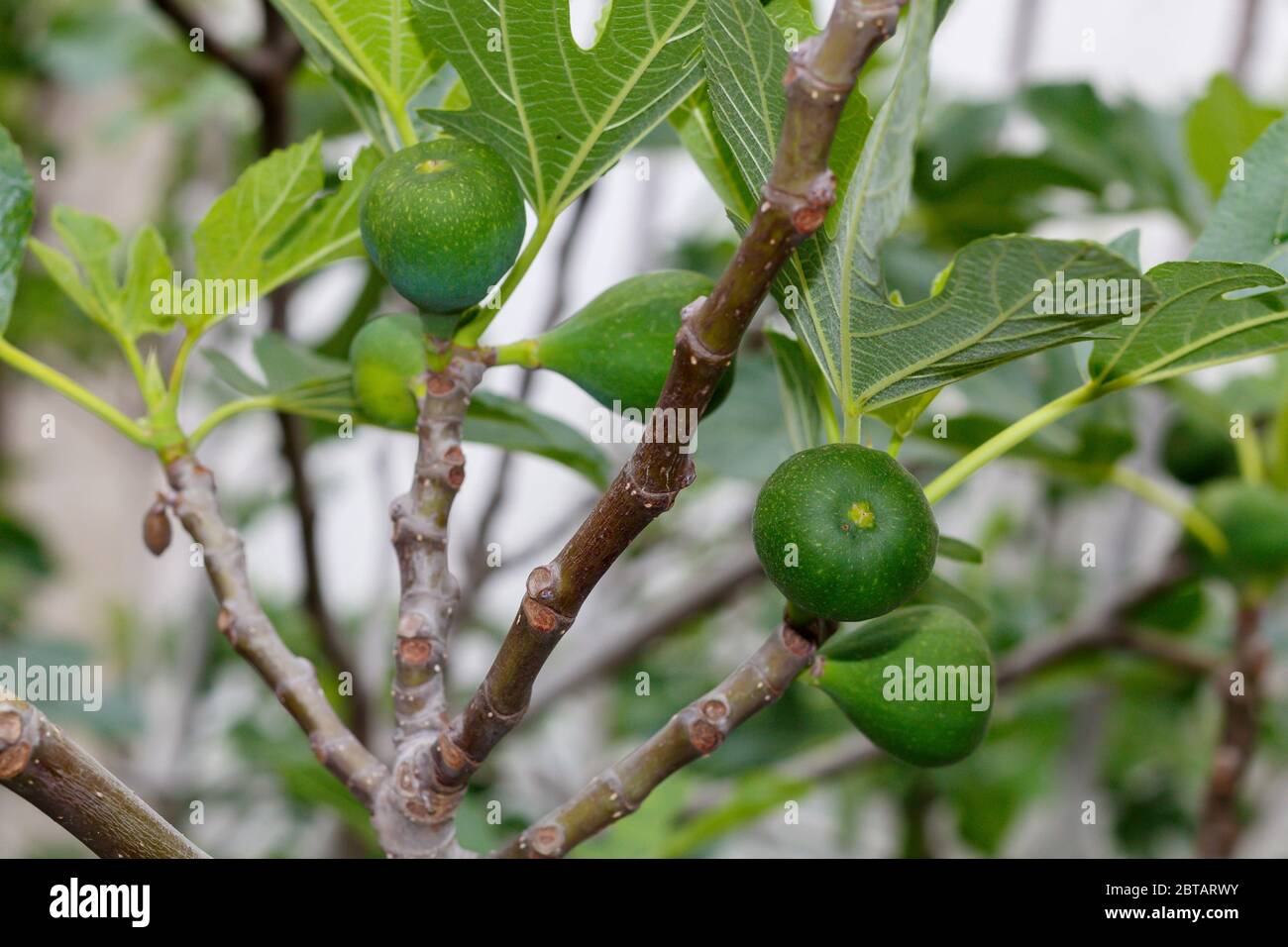 Bud fig tree hi-res stock photography and images - Alamy