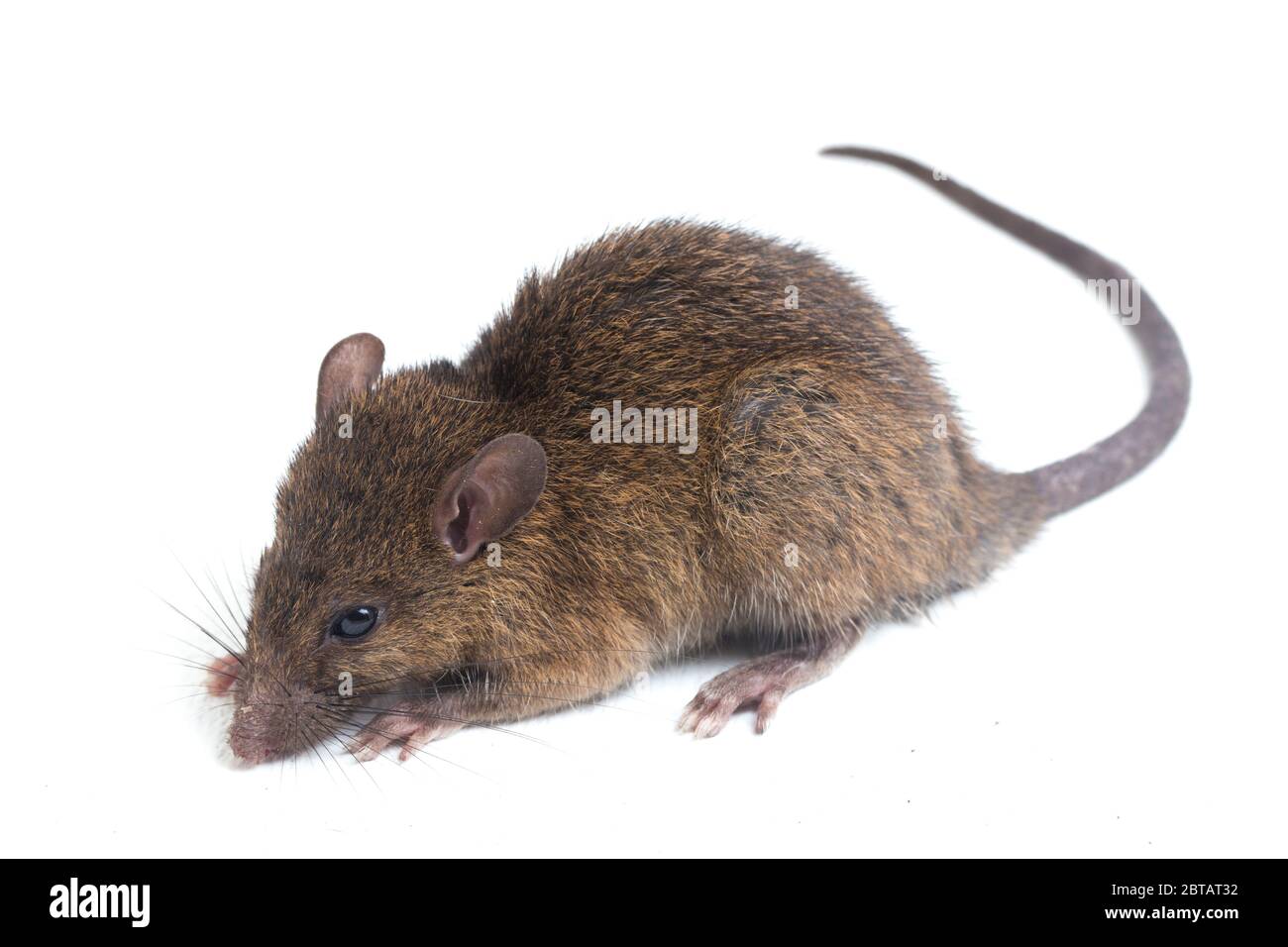 Brown Rat Rattus rattus isolated on white background Stock Photo - Alamy