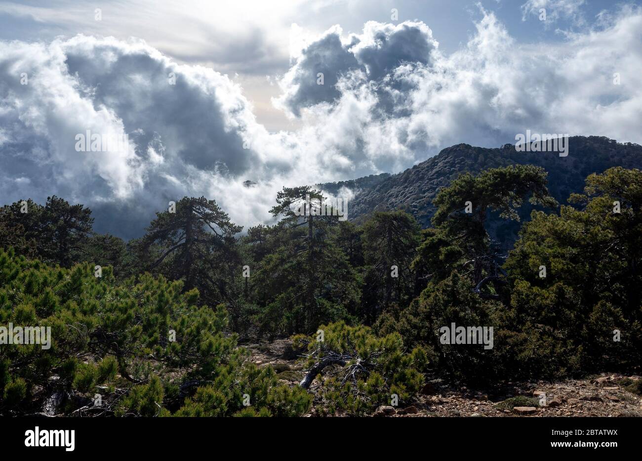 Lebanese cedars in a mountain forest in the central part of the island ...