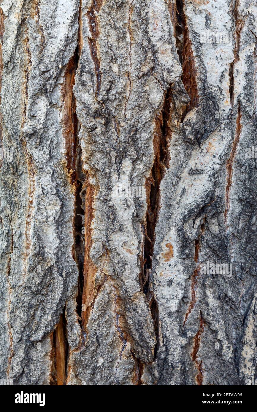 Old Weathered Tree Bark Texture Stock Photo - Alamy