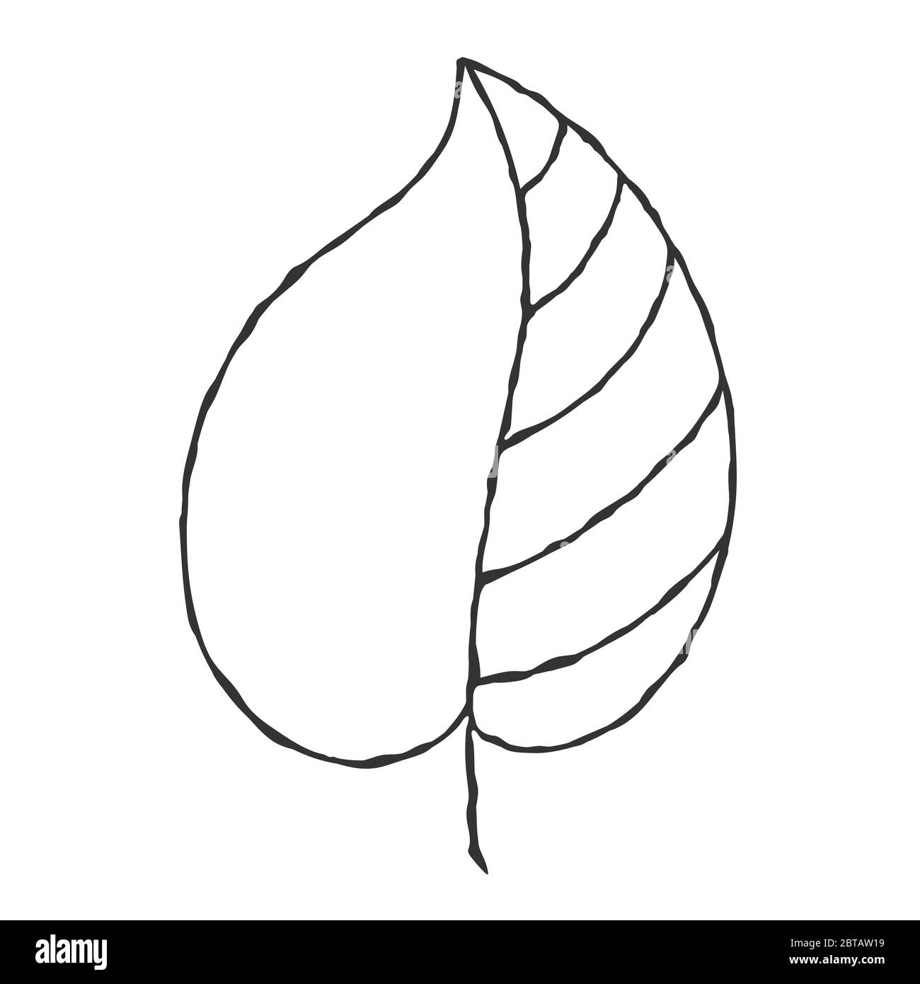 Vector hand-drawn illustration of a plant leaf in the Doodle style. An ...