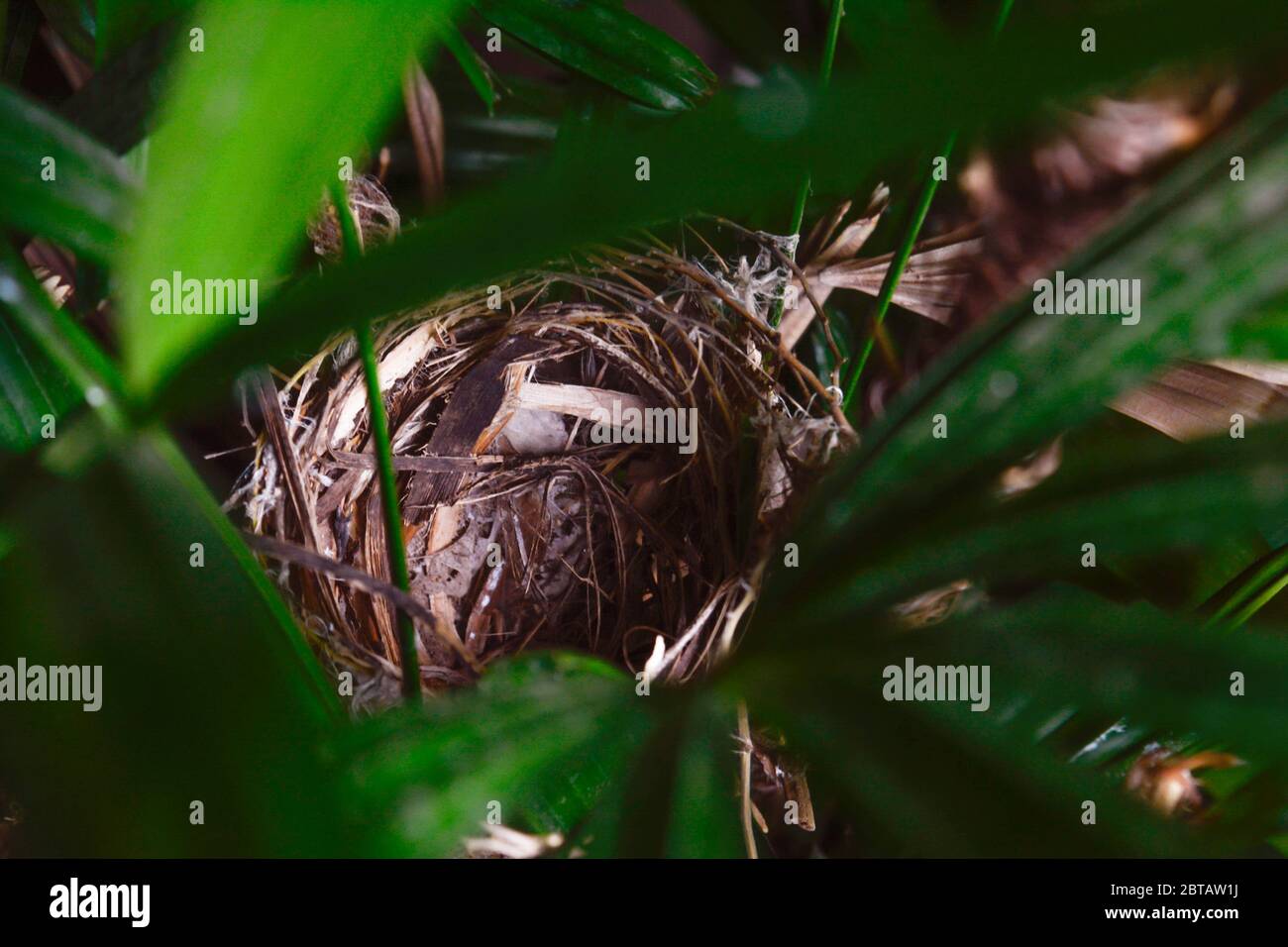 Save birds hi-res stock photography and images - Alamy
