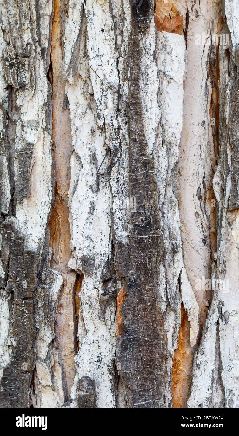 Old Weathered Tree Bark Texture Stock Photo - Alamy
