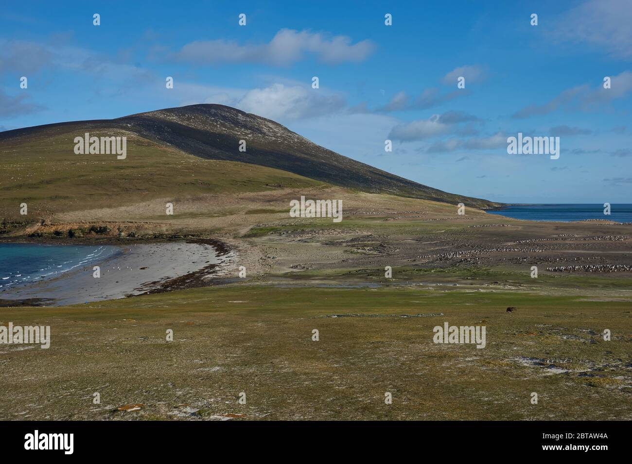 The Neck on Saunders Island in the Falkland Islands home to multiple ...