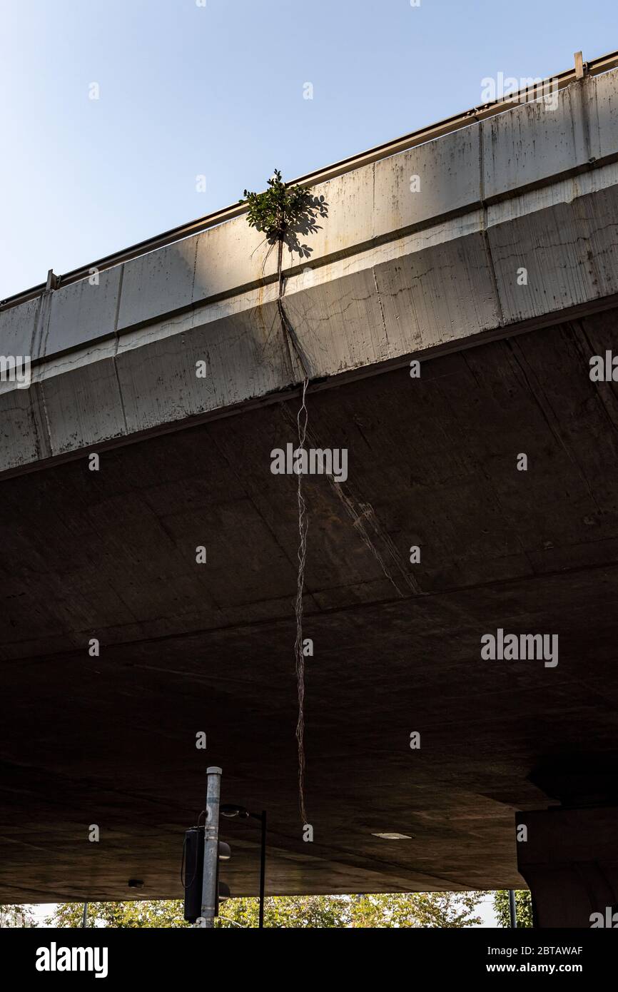 Chinese Banyan tree growing on the flyover Stock Photo - Alamy