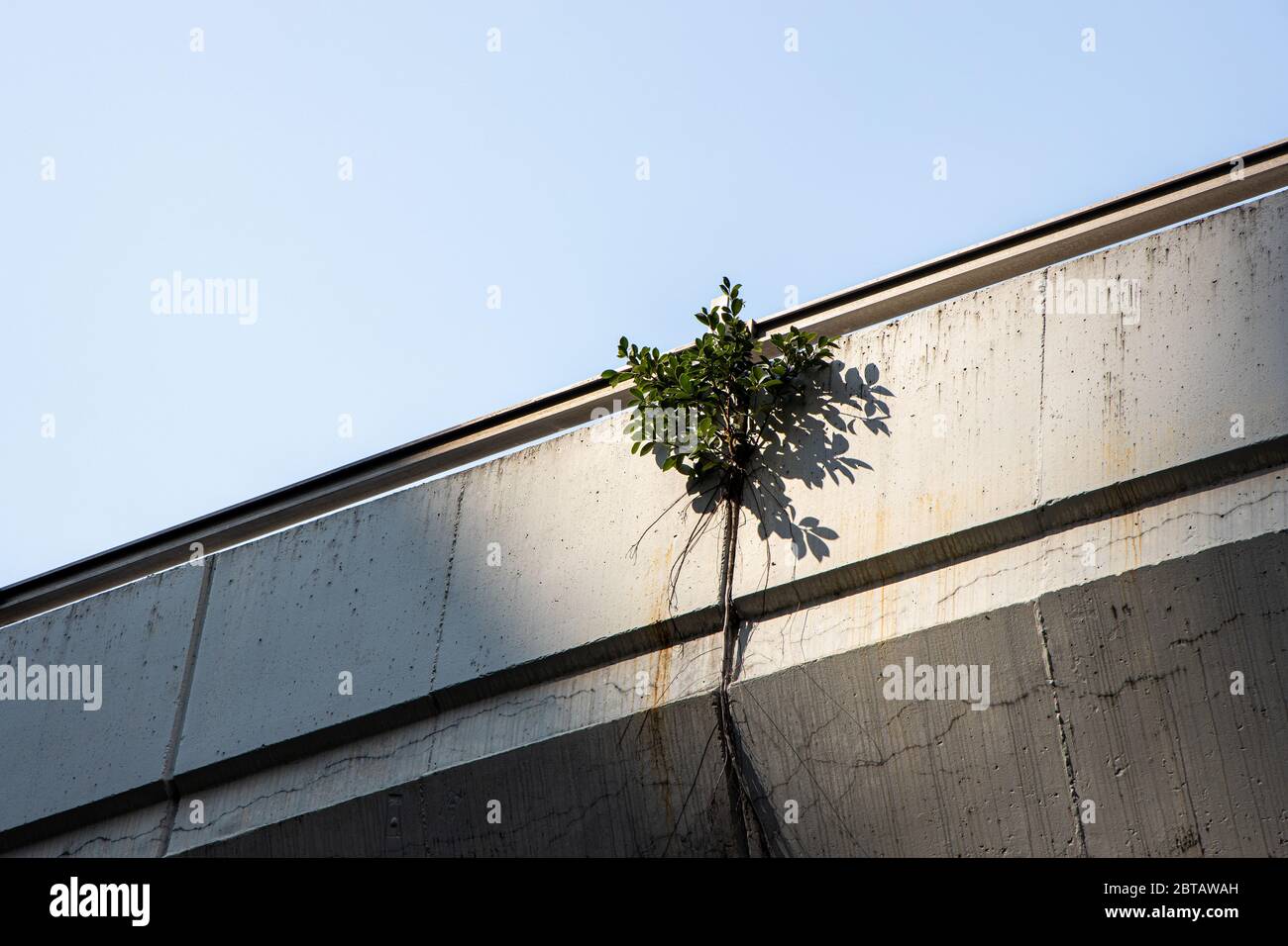 Chinese Banyan tree growing on the flyover Stock Photo - Alamy