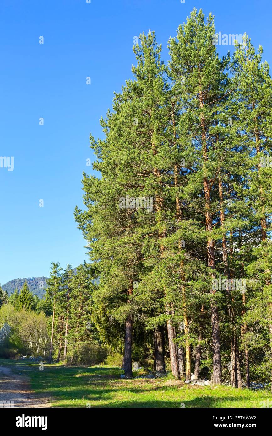 Spring pine tree hi-res stock photography and images - Alamy