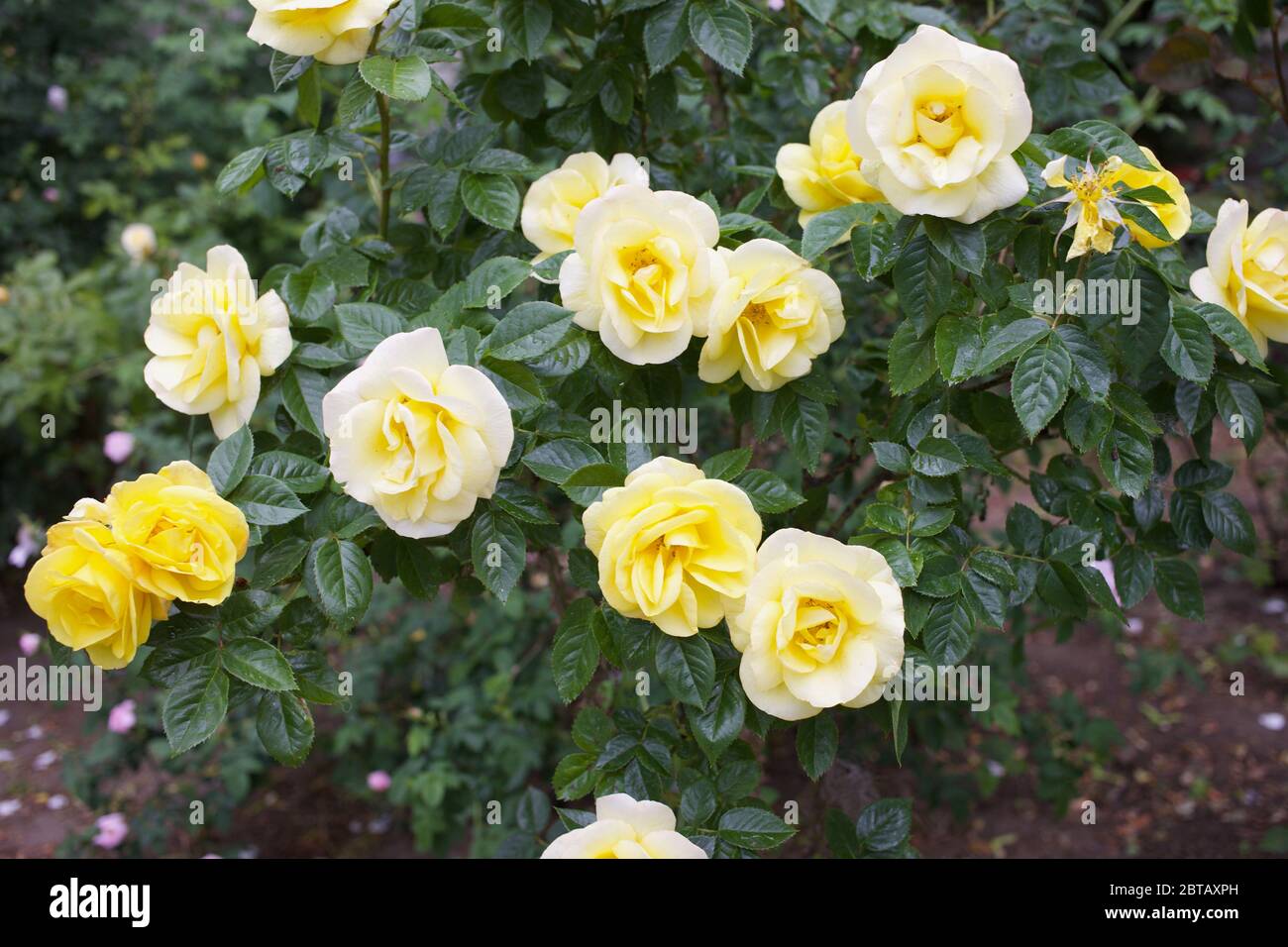 Beautiful yellow roses in garden after the rain Stock Photo - Alamy