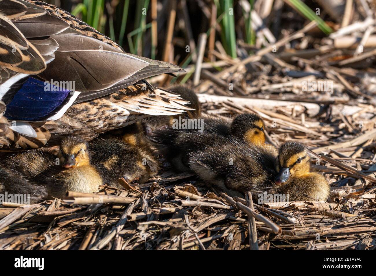 Mallard ducklings hiding under mum duck Stock Photo - Alamy