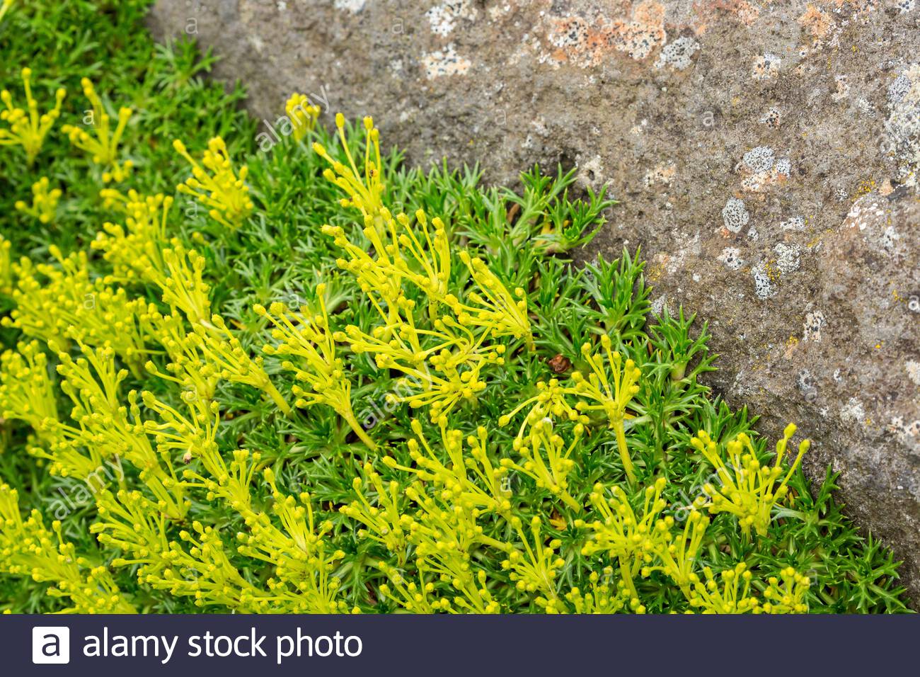 Bolax High Resolution Stock Photography and Images - Alamy