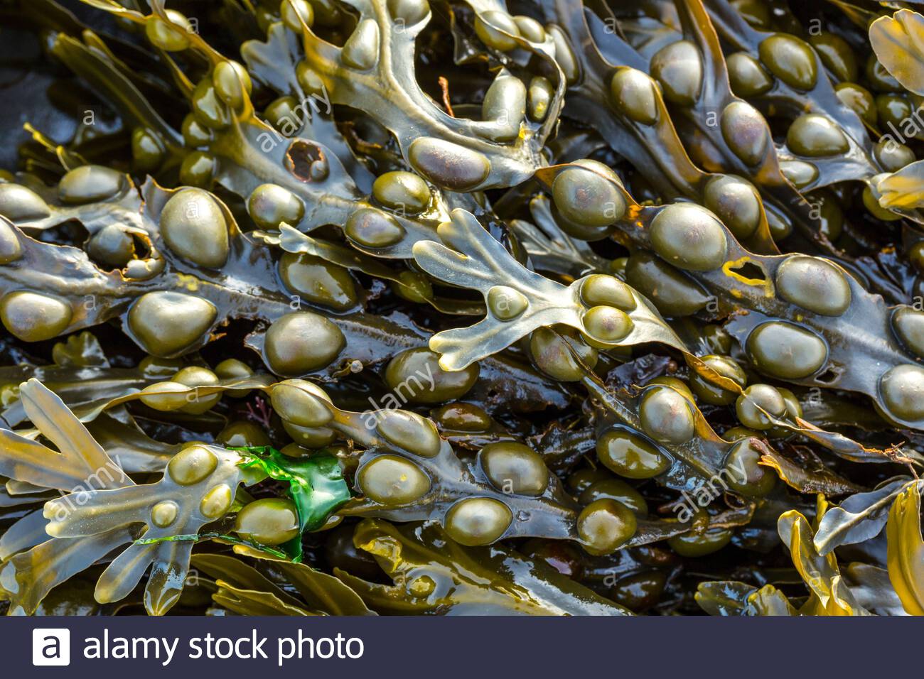Bladder Wrack Seaweed Fucus Vesiculosus High Resolution Stock ...
