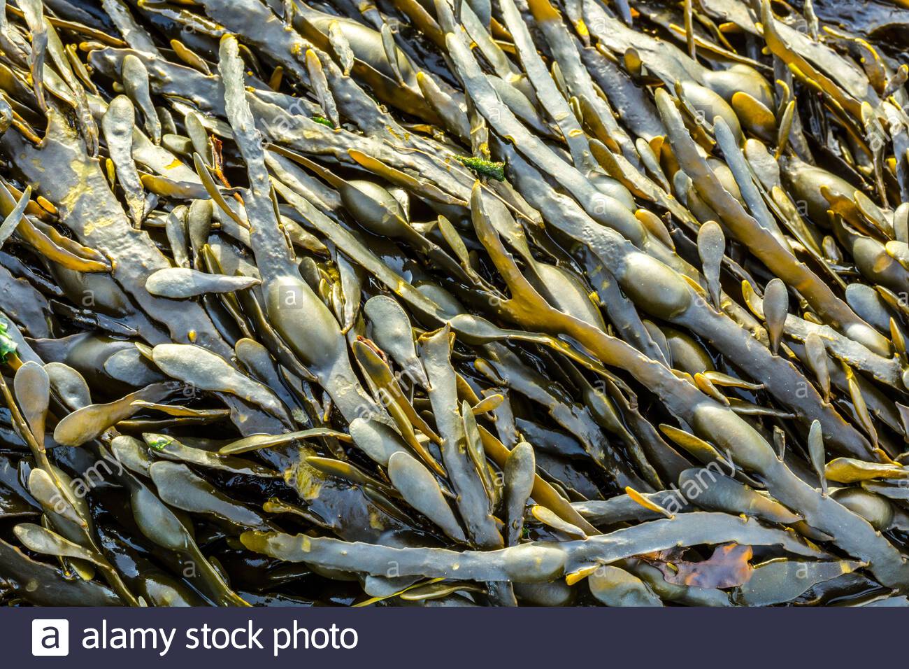 Knotted Wrack Algae High Resolution Stock Photography and Images - Alamy