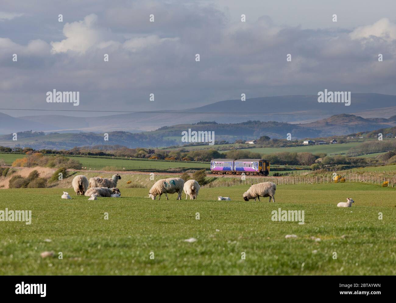 Northern Rail class 156 diesel sprinter train 156483 passing grazing ...
