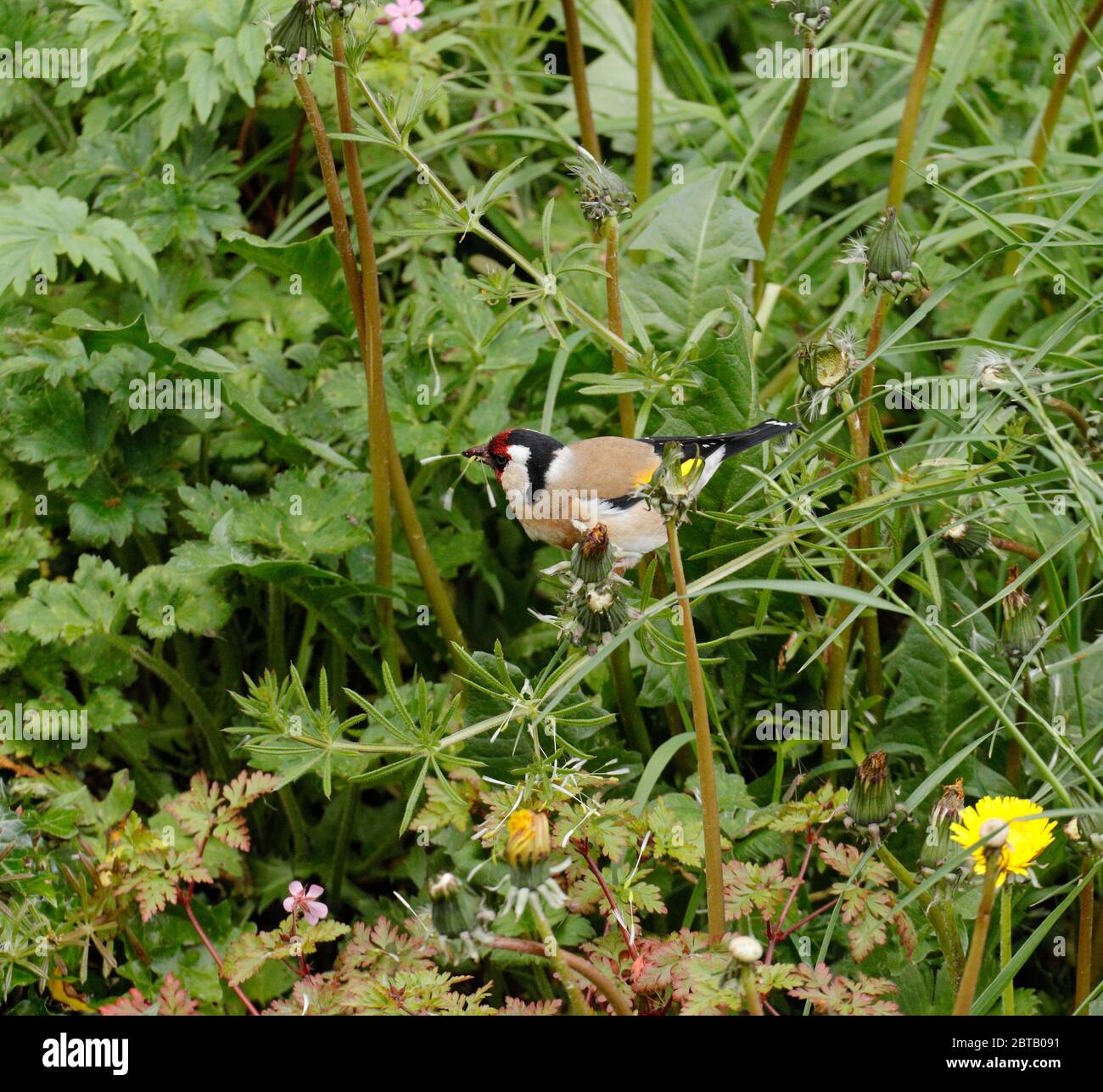Goldfinch Ireland High Resolution Stock Photography and Images - Alamy