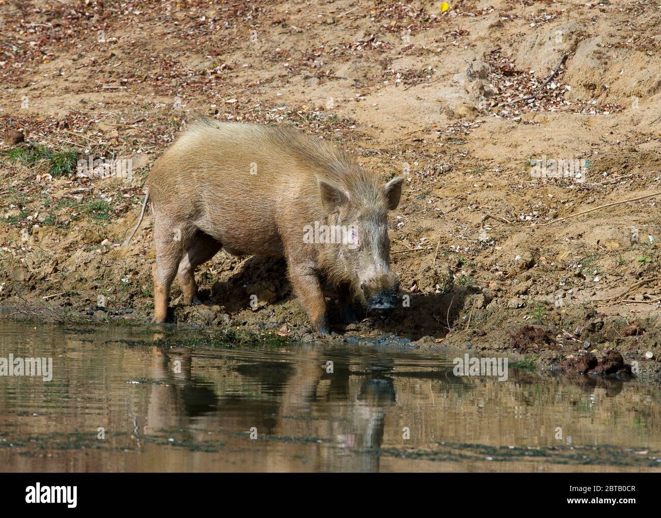 Albino Wild Boar High Resolution Stock Photography and Images - Alamy